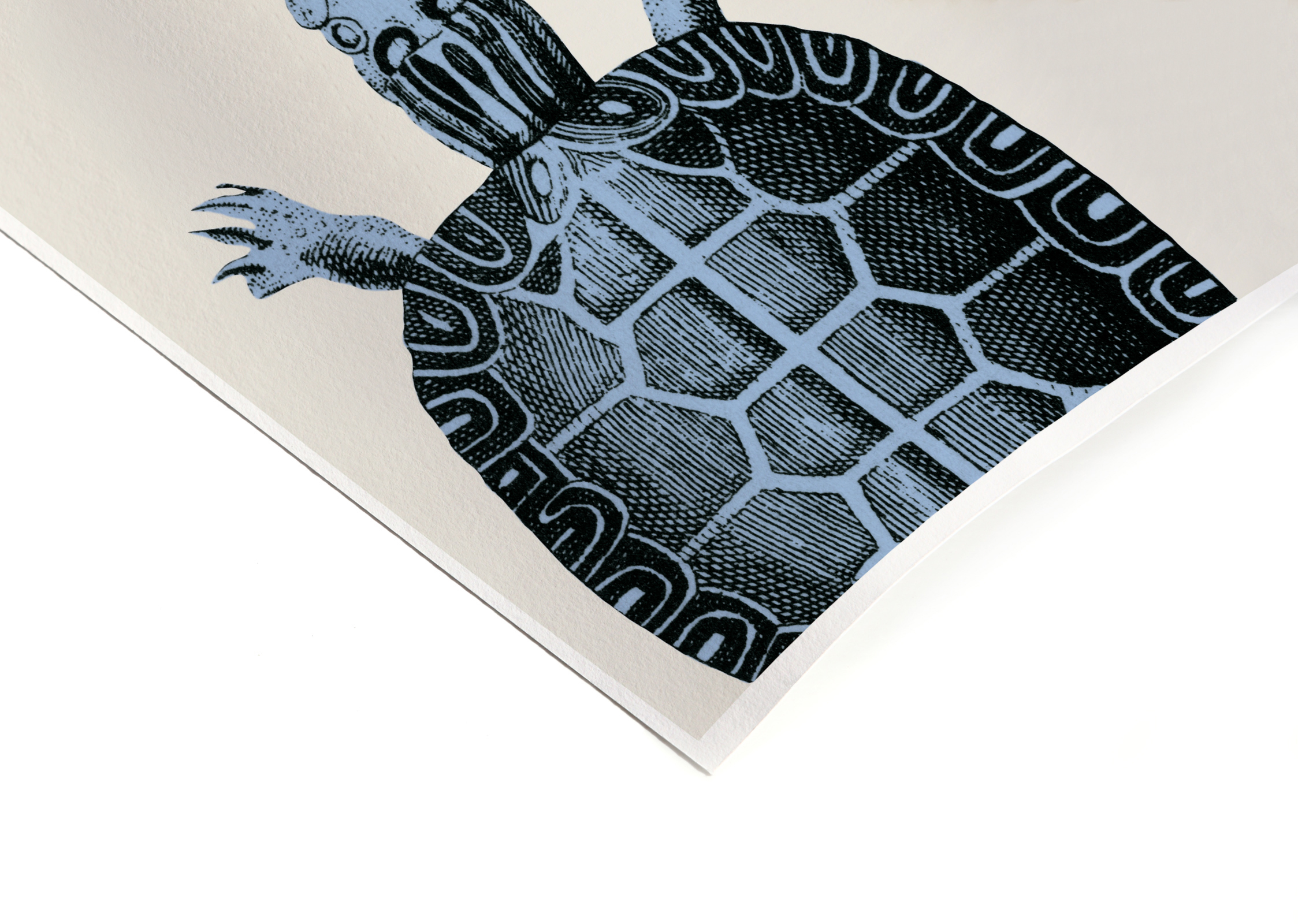 Nature - Signature Poster - Turtle - 40x60 Cm à Prix Carrefour