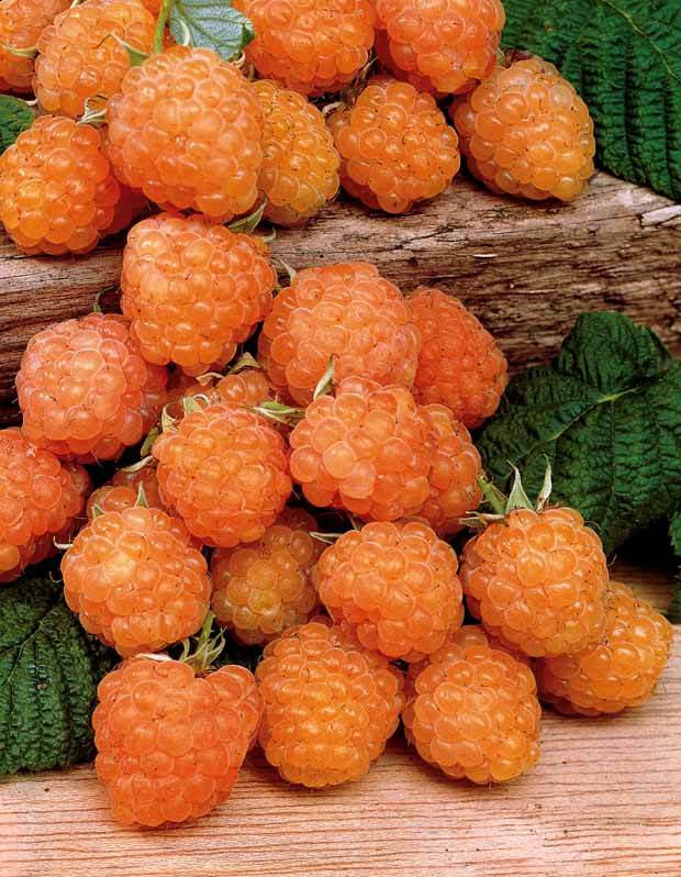 Collection De Framboisiers : Sumo 2, Fallgold, Marastar - Le Paquet De 6, Racines Nues ...