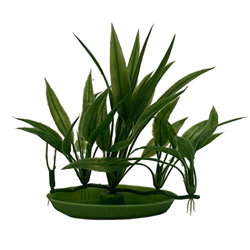 Marina Aquascaper Crypt Beckettii Plante à Prix Carrefour